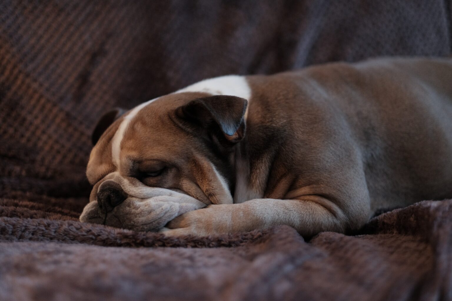 Our Services – The Red Hydrant Dog Hotel and Daycare